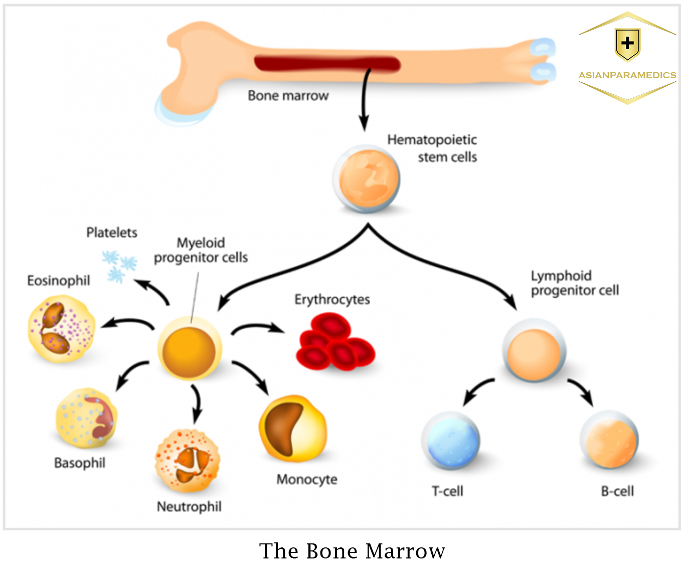 BONE MARROW - Asian Paramedics